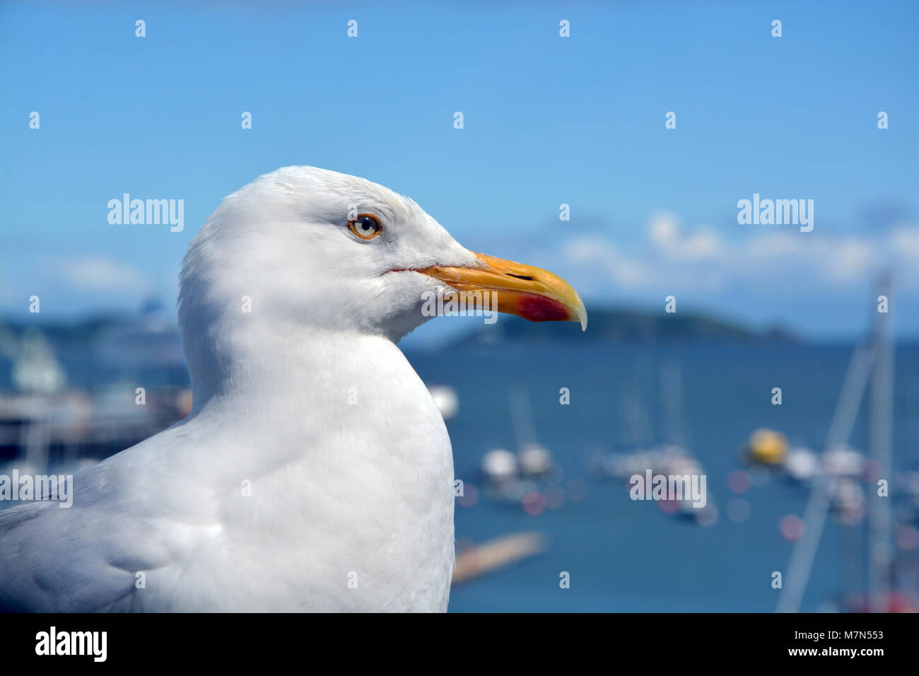 Close up of Seagull in profile Stock Photo - Alamy