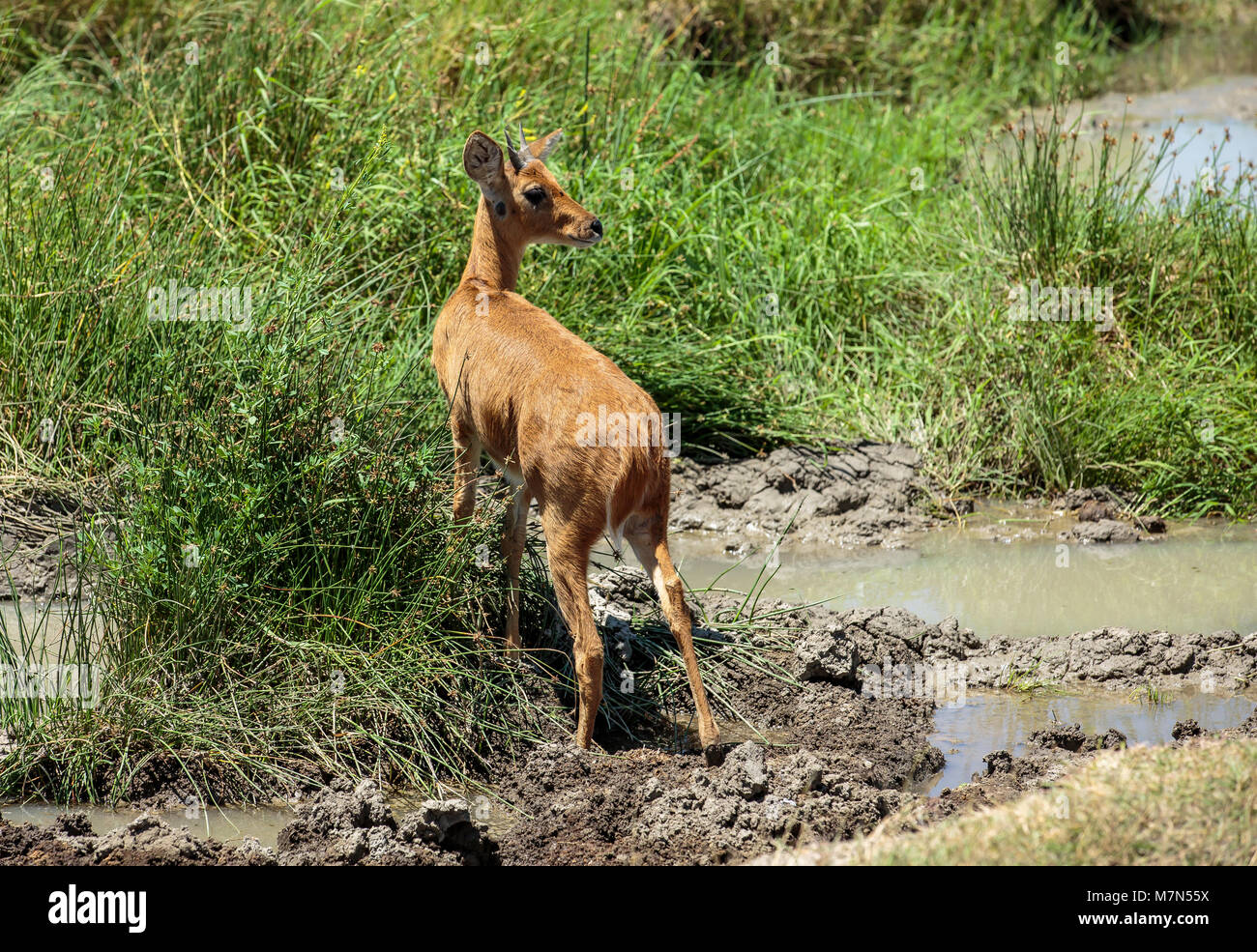 Redunca redunca bohor hi-res stock photography and images - Alamy