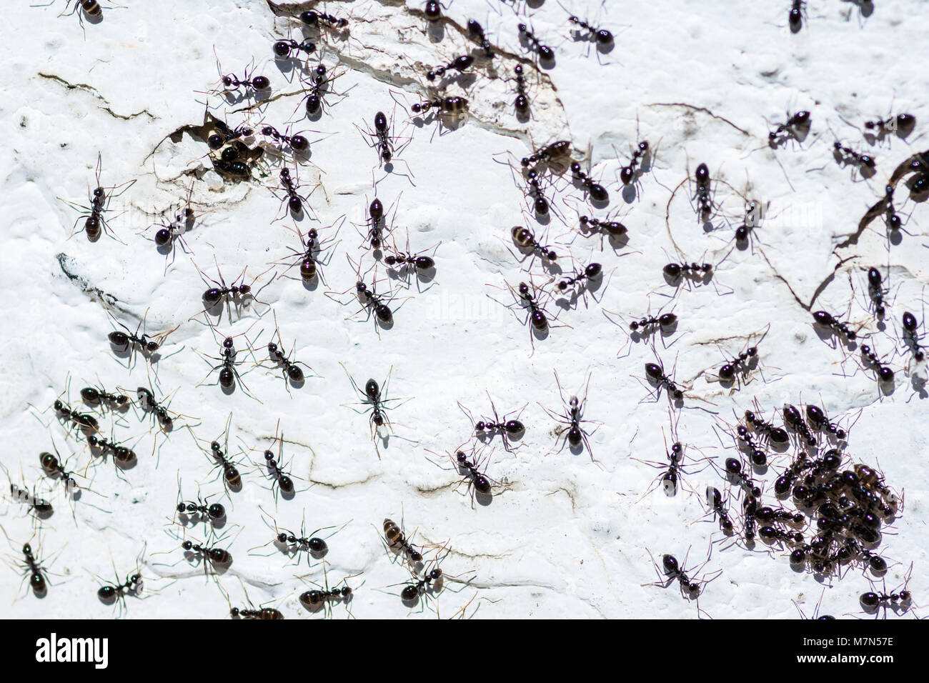Many ants on white hi-res stock photography and images - Alamy