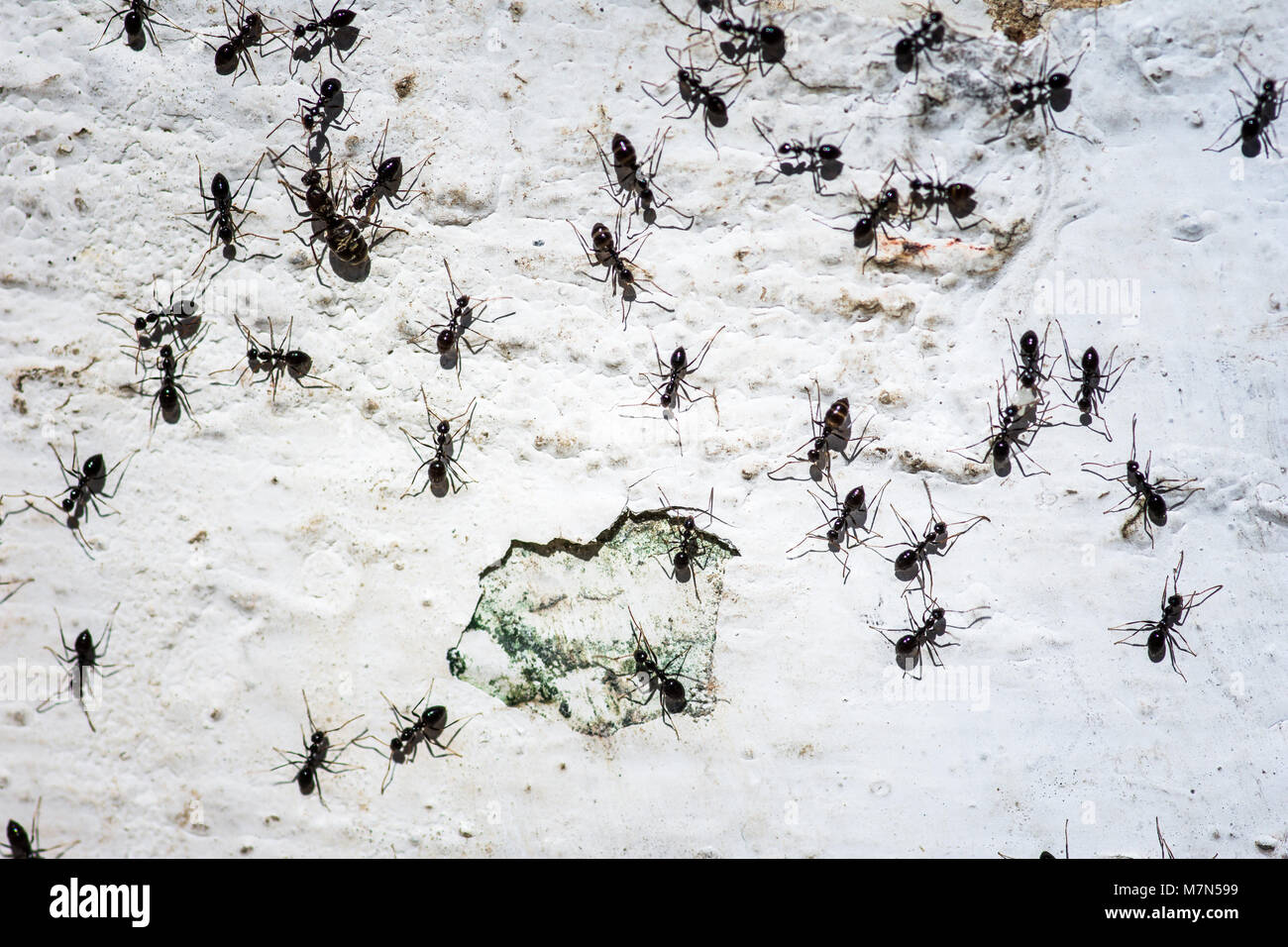 Ants walk hi-res stock photography and images - Alamy