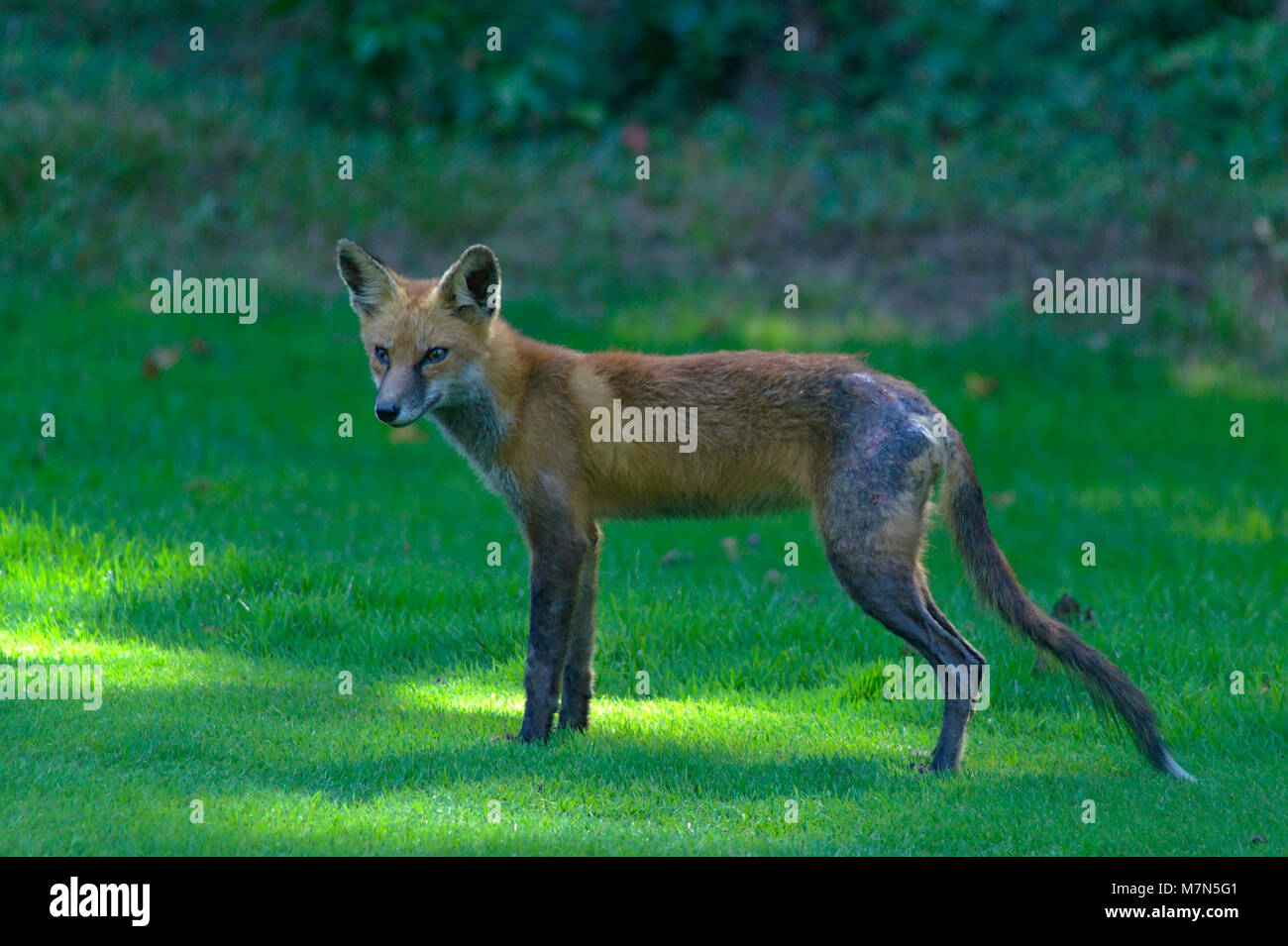 Lone Fox with fur missing on hind leg Stock Photo - Alamy
