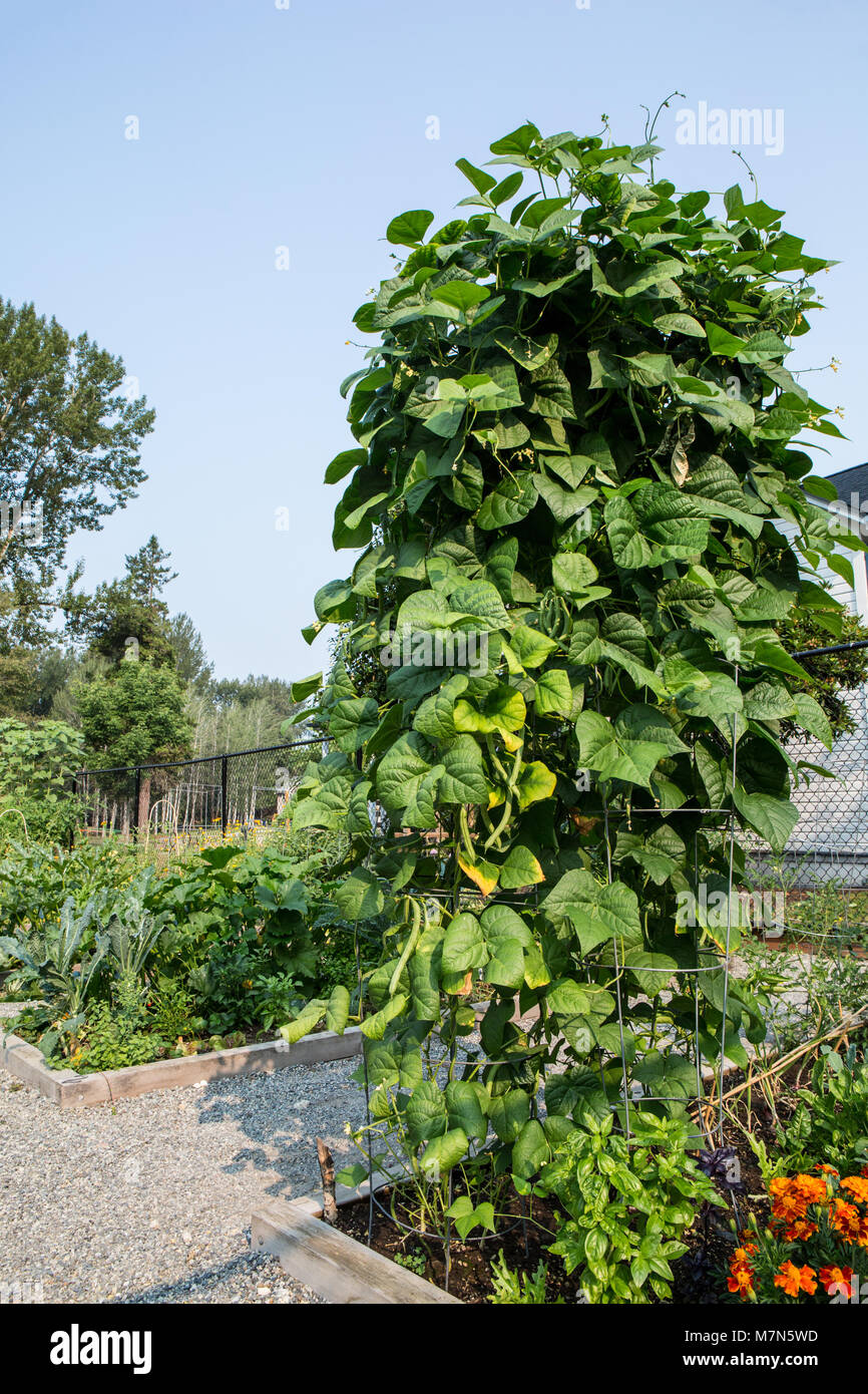 Pole beans on a trellis in a community garden Stock Photo - Alamy