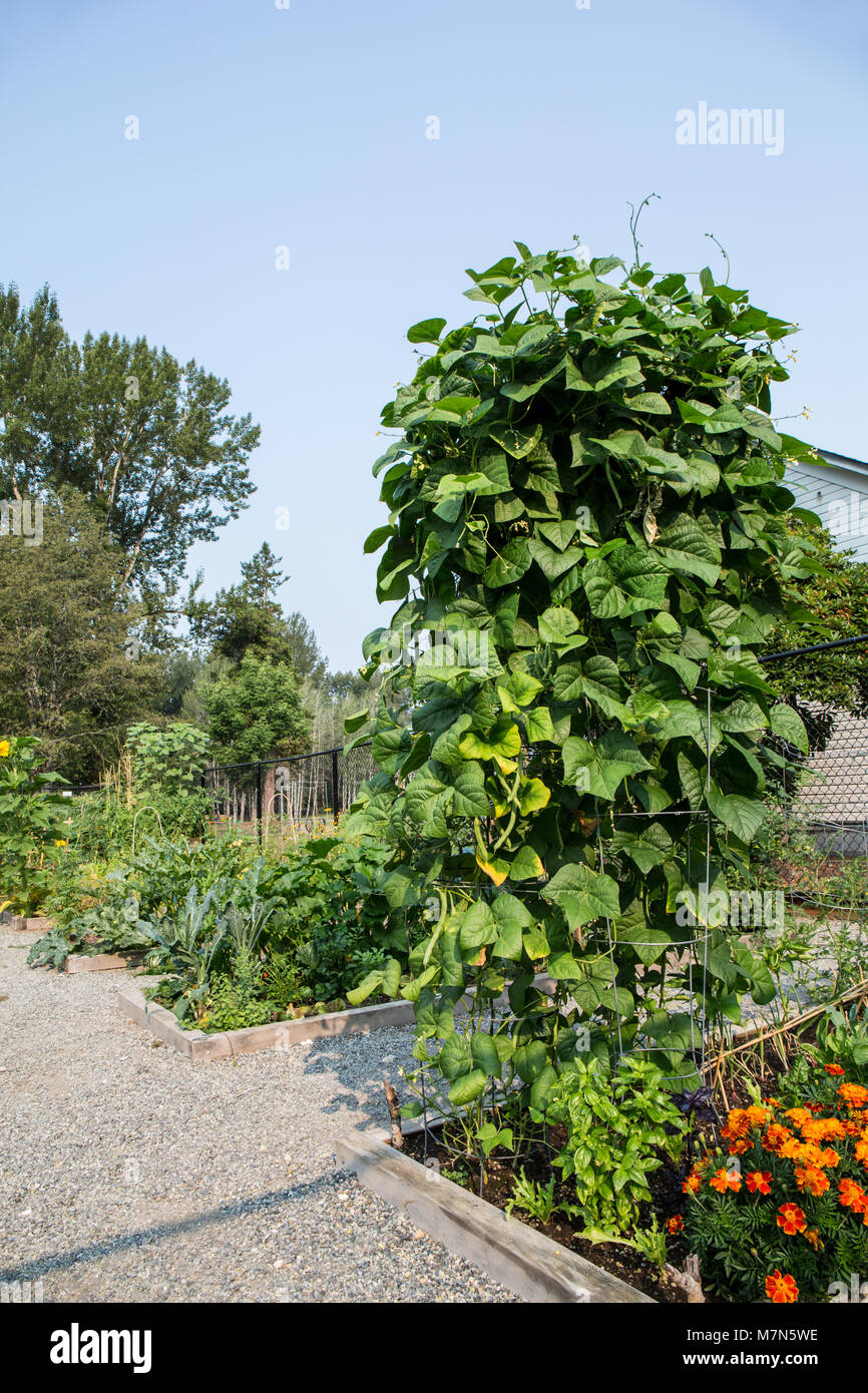 Pole beans on a trellis in a community garden Stock Photo - Alamy
