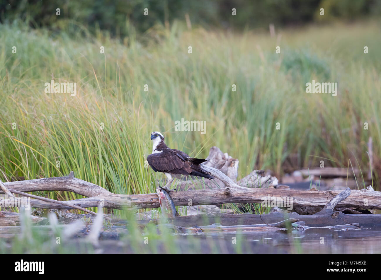 Lift flap hi-res stock photography and images - Alamy