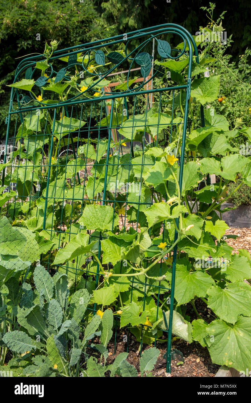 Squash growing up a metal trellis, next to some collard greens Stock ...