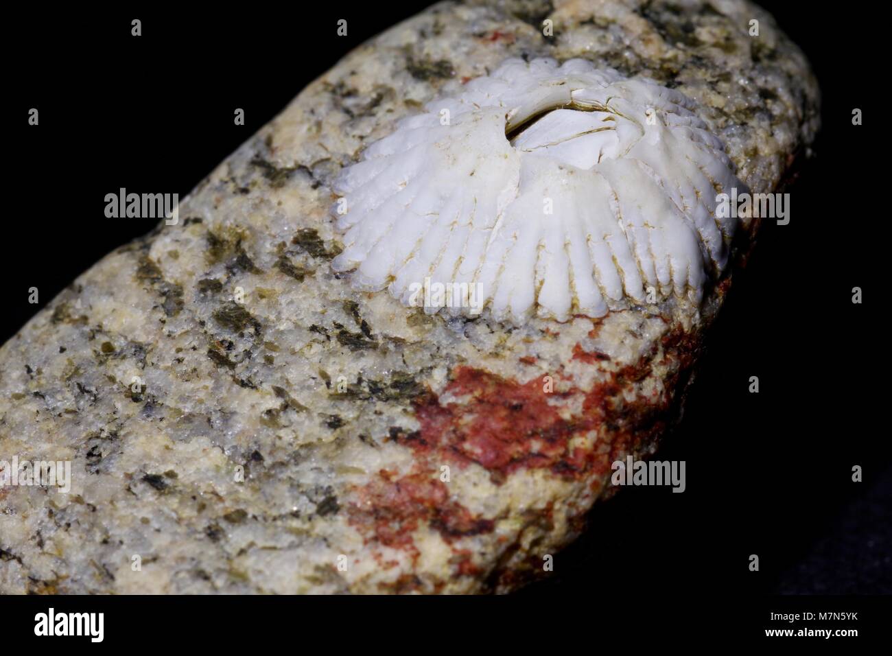 Acorn Barnacle on a Beach Pebble, Littoral Seaside Nature. Isle of Skye ...
