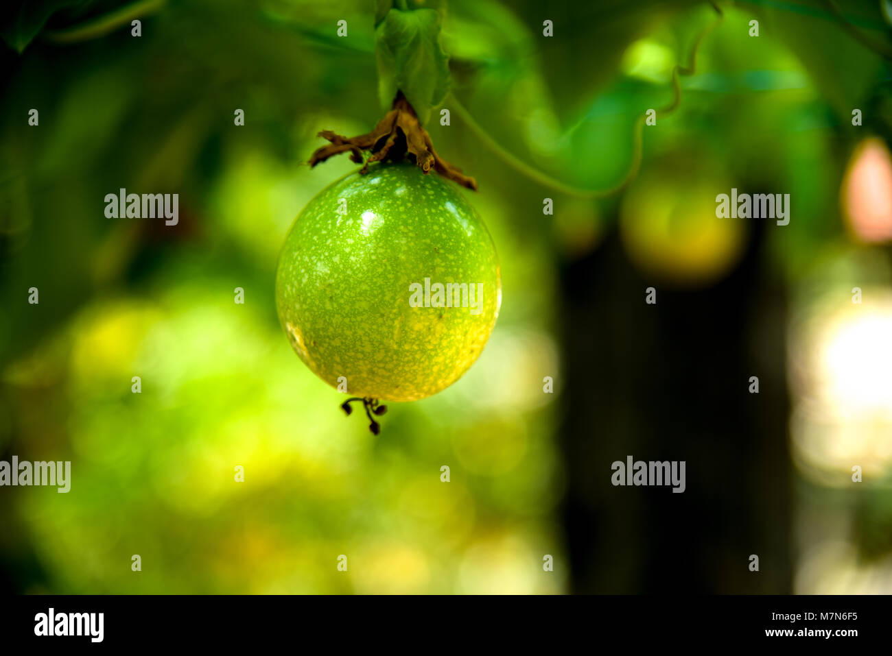 Indian fruits hi-res stock photography and images - Alamy