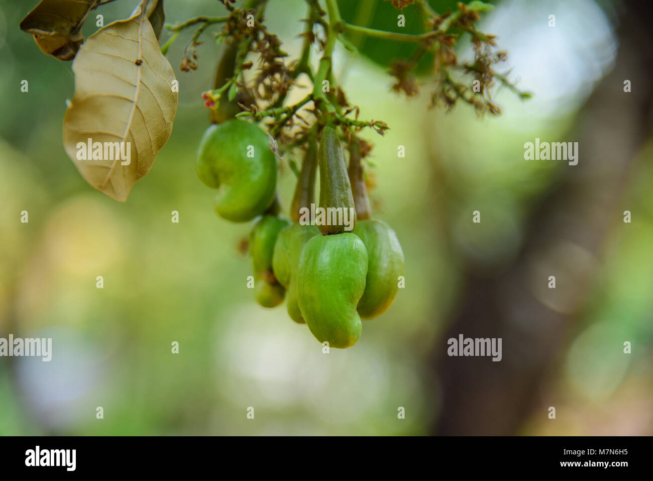 Cashew nut kerala hi-res stock photography and images - Alamy