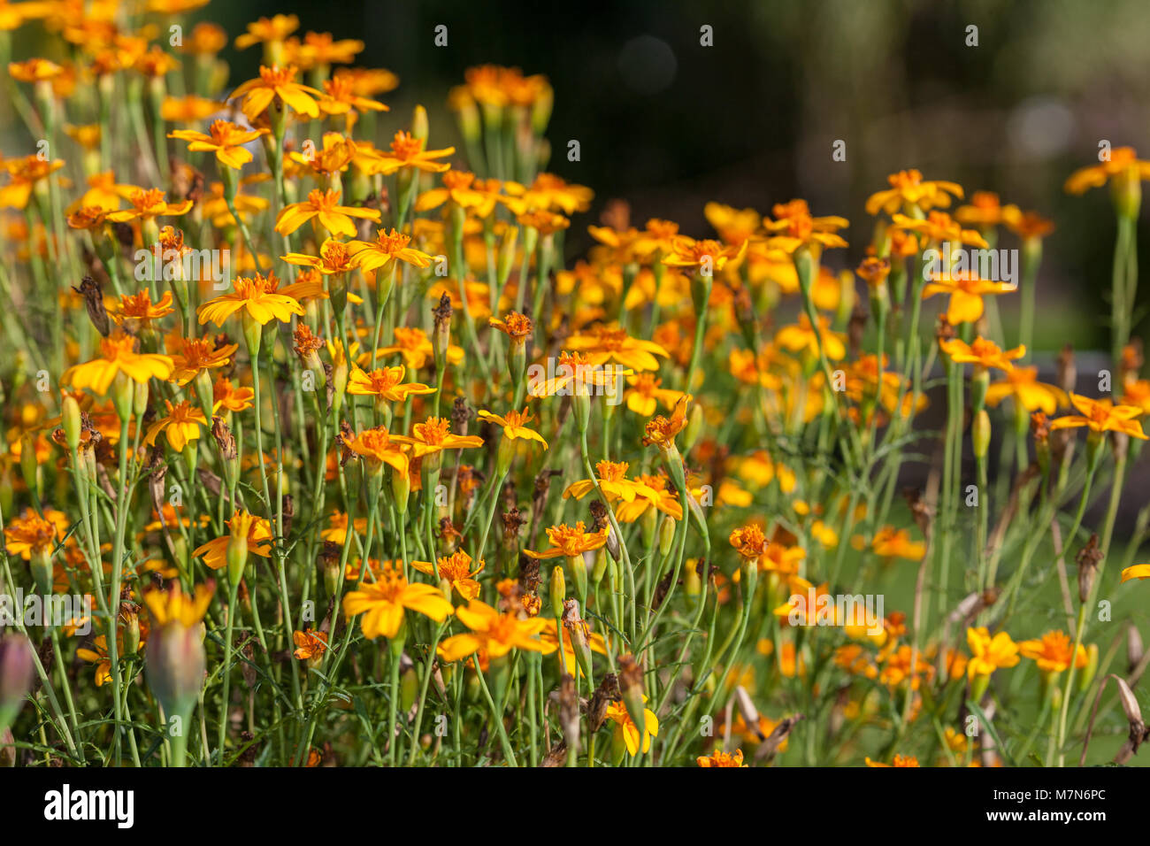 Niger Seed, Nigerfrö (Guizotia abyssinica Stock Photo - Alamy