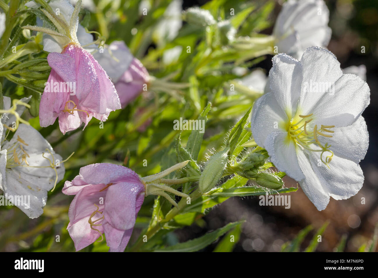 'Innocence' Pale Evening Primrose, Nattljus (Oenothera pallida Stock ...
