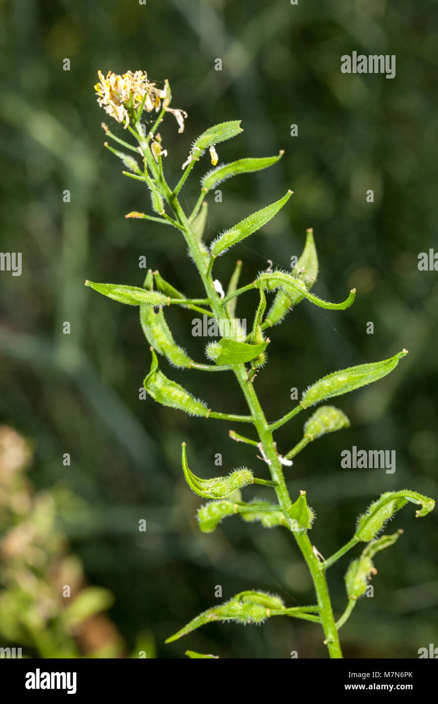 White Mustard, Vitsenap (Sinapis alba Stock Photo - Alamy