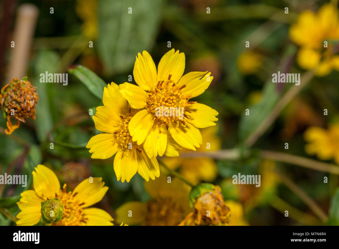 Ramtil hi-res stock photography and images - Alamy