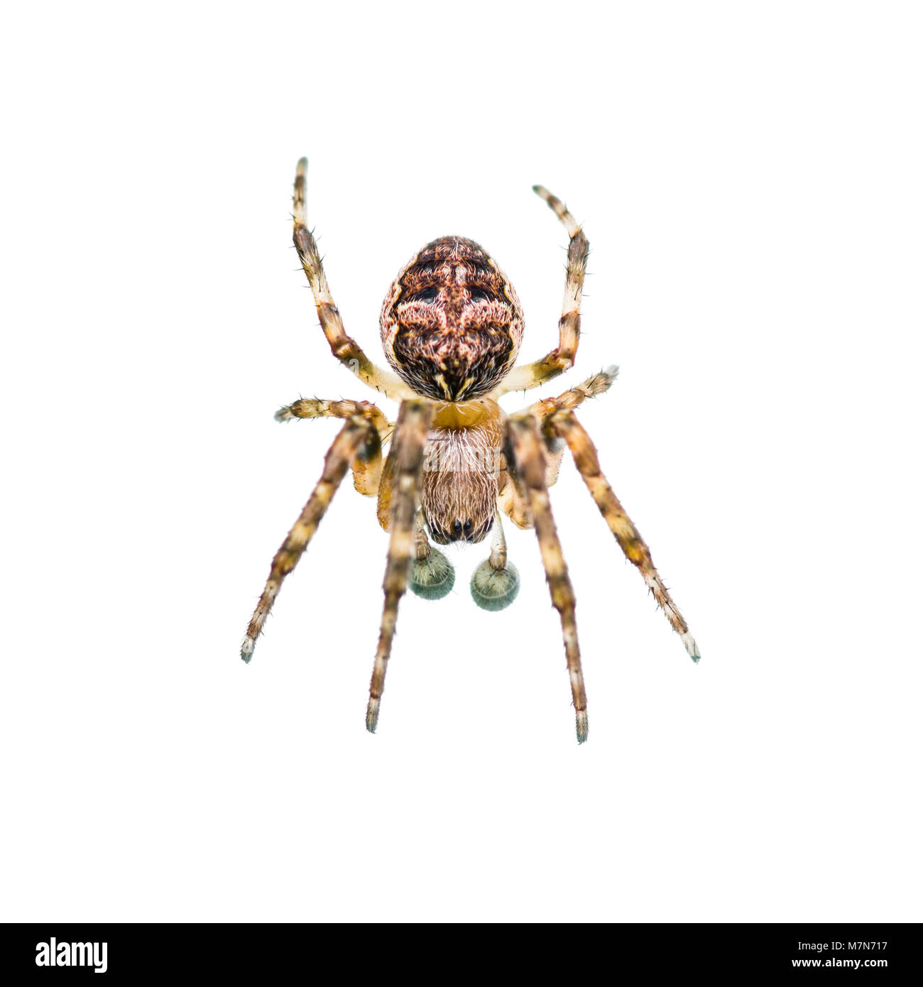 Crawling Spider Arachnid Insect Isolated on White Stock Photo - Alamy