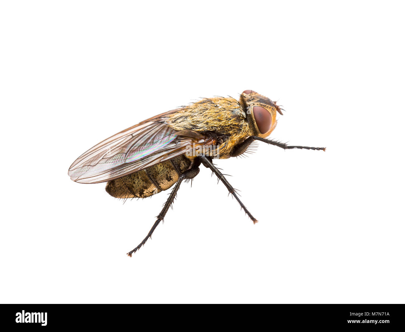 Ugly Diptera Fly Insect Isolated on White Background Stock Photo - Alamy
