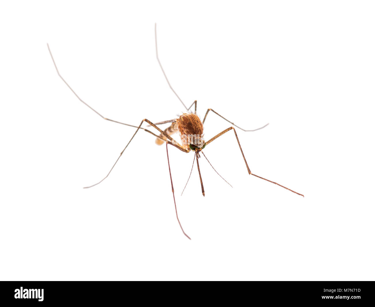 Yellow Fever, Malaria or Zika Virus Infected Mosquito Insect Isolated ...