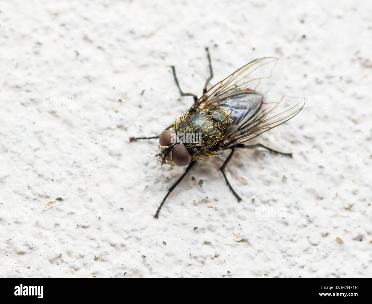 Diptera Meat Fly Insect On Wall Stock Photo - Alamy