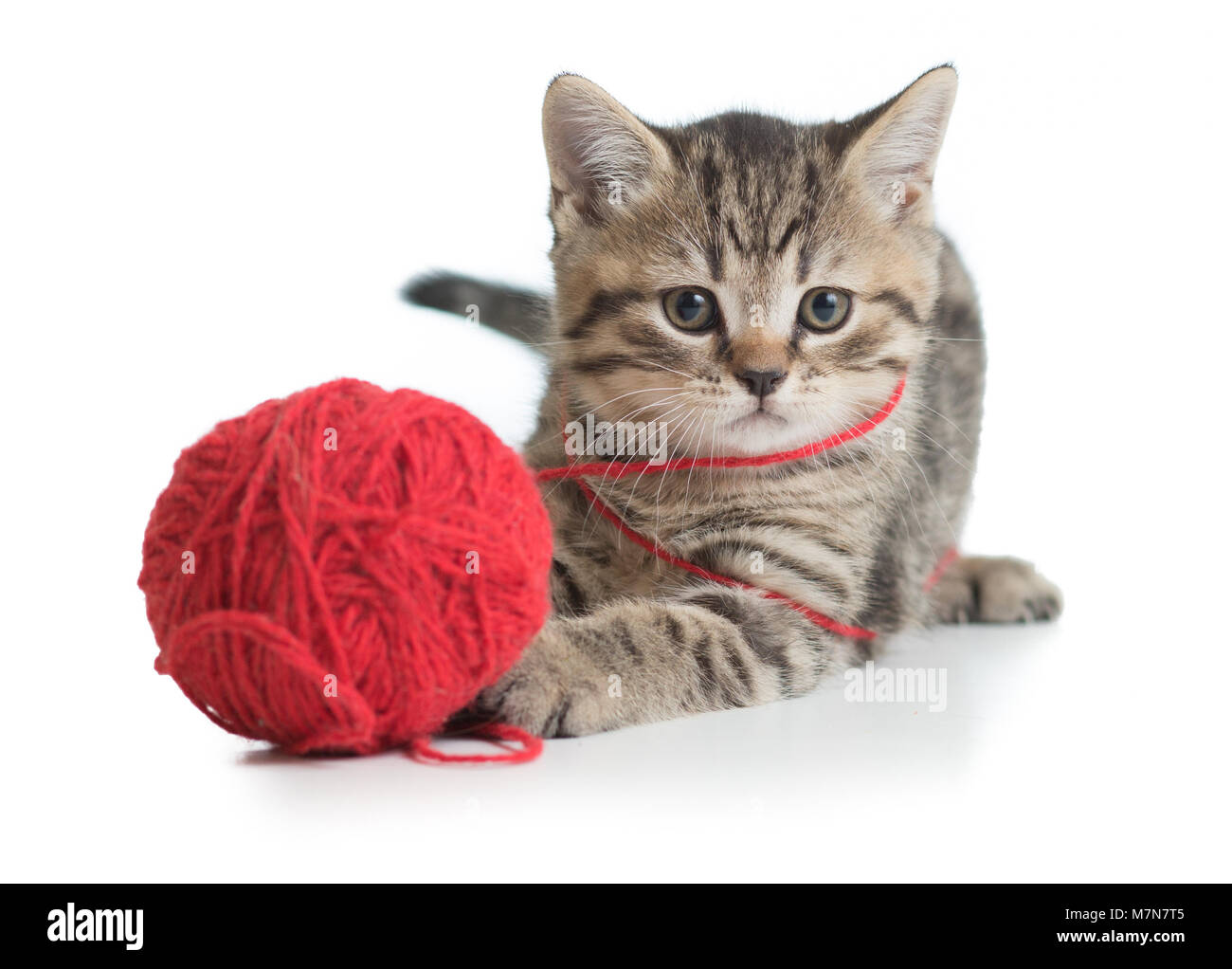 kitten cat playing clew ball isolated on white Stock Photo - Alamy