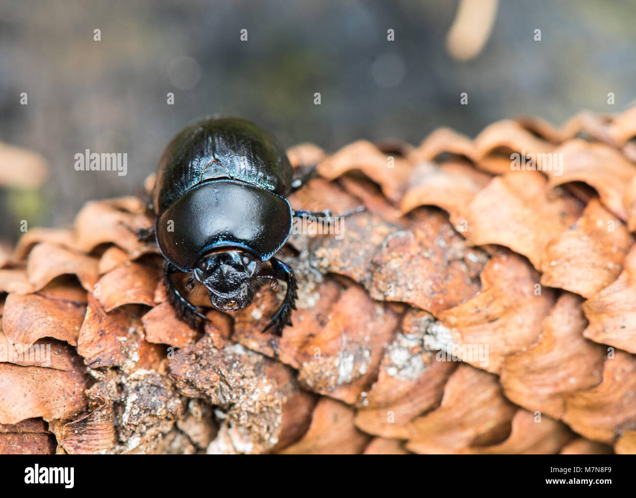 A Dung Beetle on a spruce cone Stock Photo - Alamy