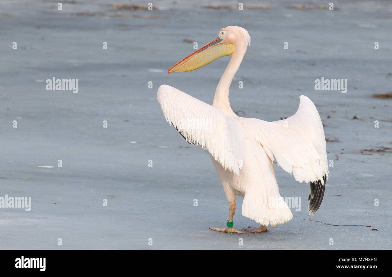 Pelican standing on ice, slightly confused what to make of it Stock ...