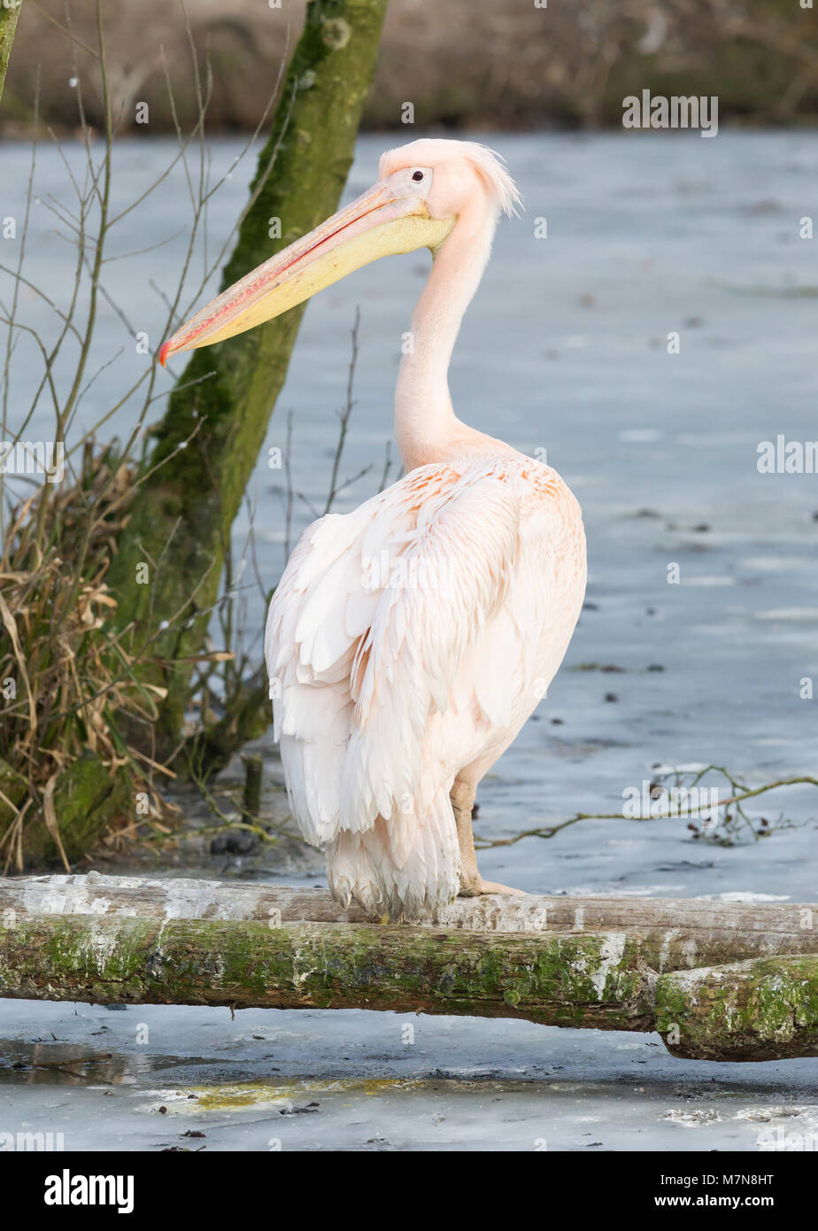 Pelican standing at a frozen pond, slightly confused what to make of it ...