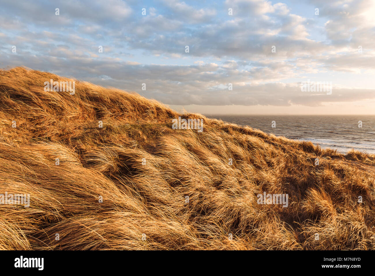 Grass dunes in the sunset with a view of the sea Stock Photo - Alamy