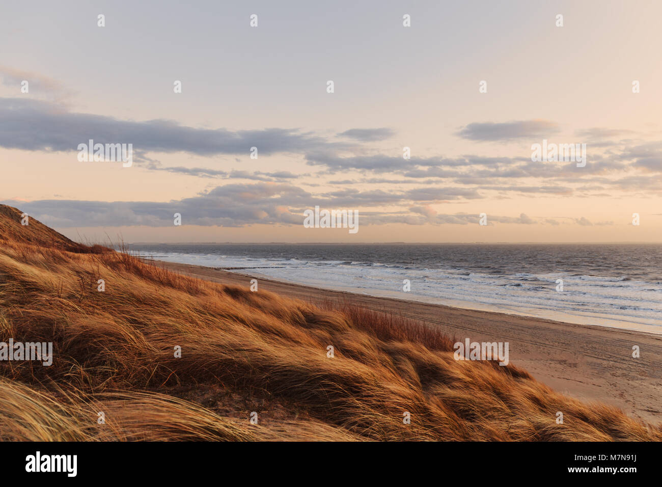 Grass dunes in the sunset with a view of the north sea Stock Photo - Alamy