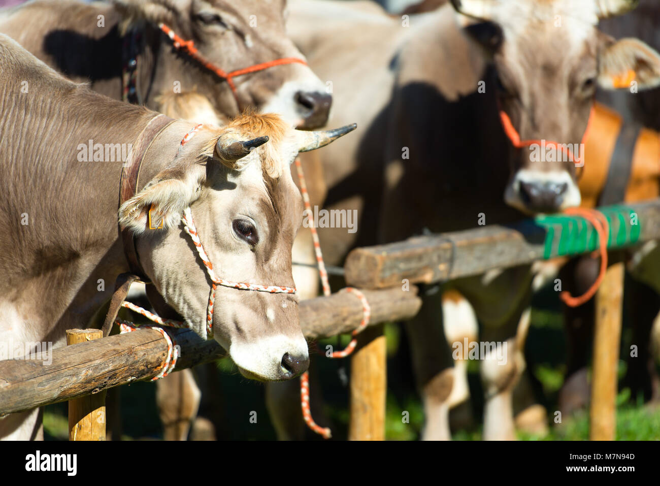 Northern cattle market hi-res stock photography and images - Alamy