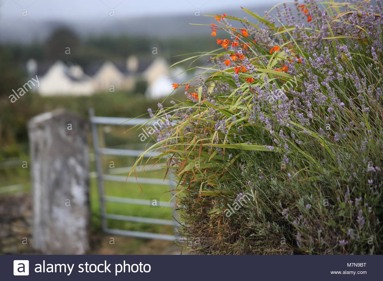 A view of wild flowers in a ditch in County Kerry, Ireland Stock Photo ...
