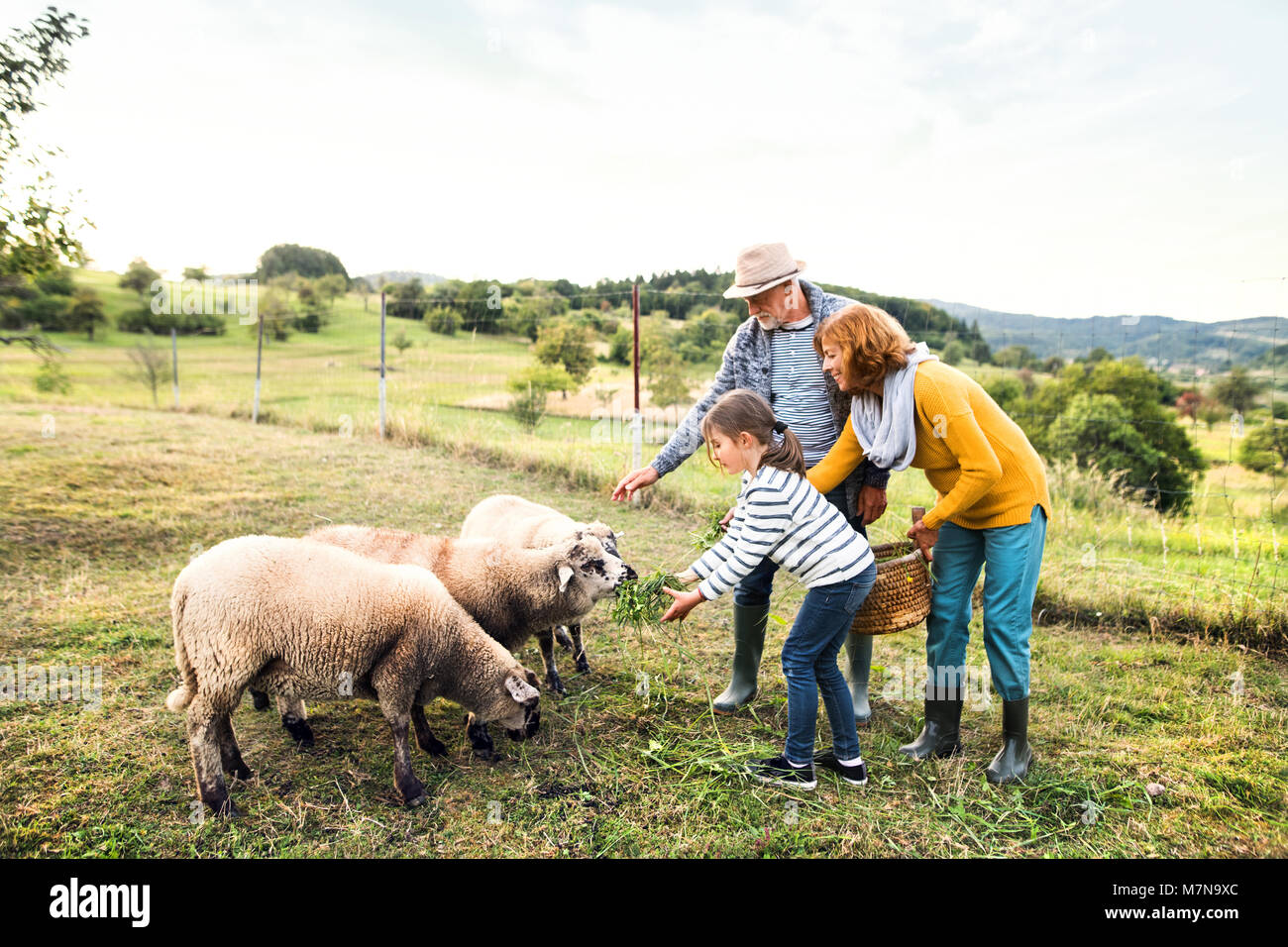 Man feeding sheep hi-res stock photography and images - Alamy