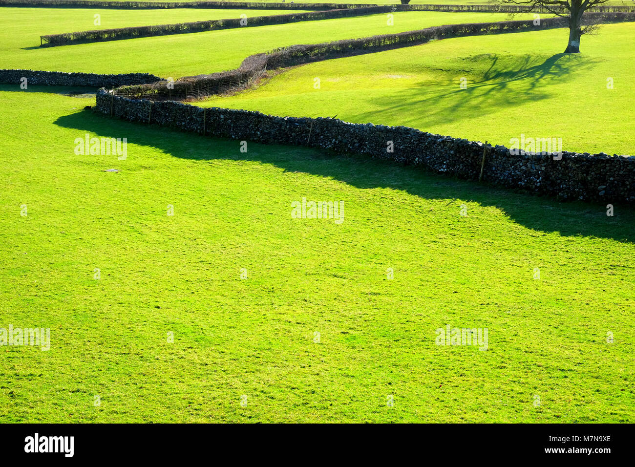 A pattern of bright green fields with short grass broken up by graphic ...