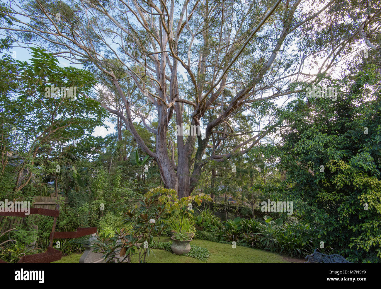 A Blackbutt or Eucalyptus pilularis fully grown in the backyard of a ...