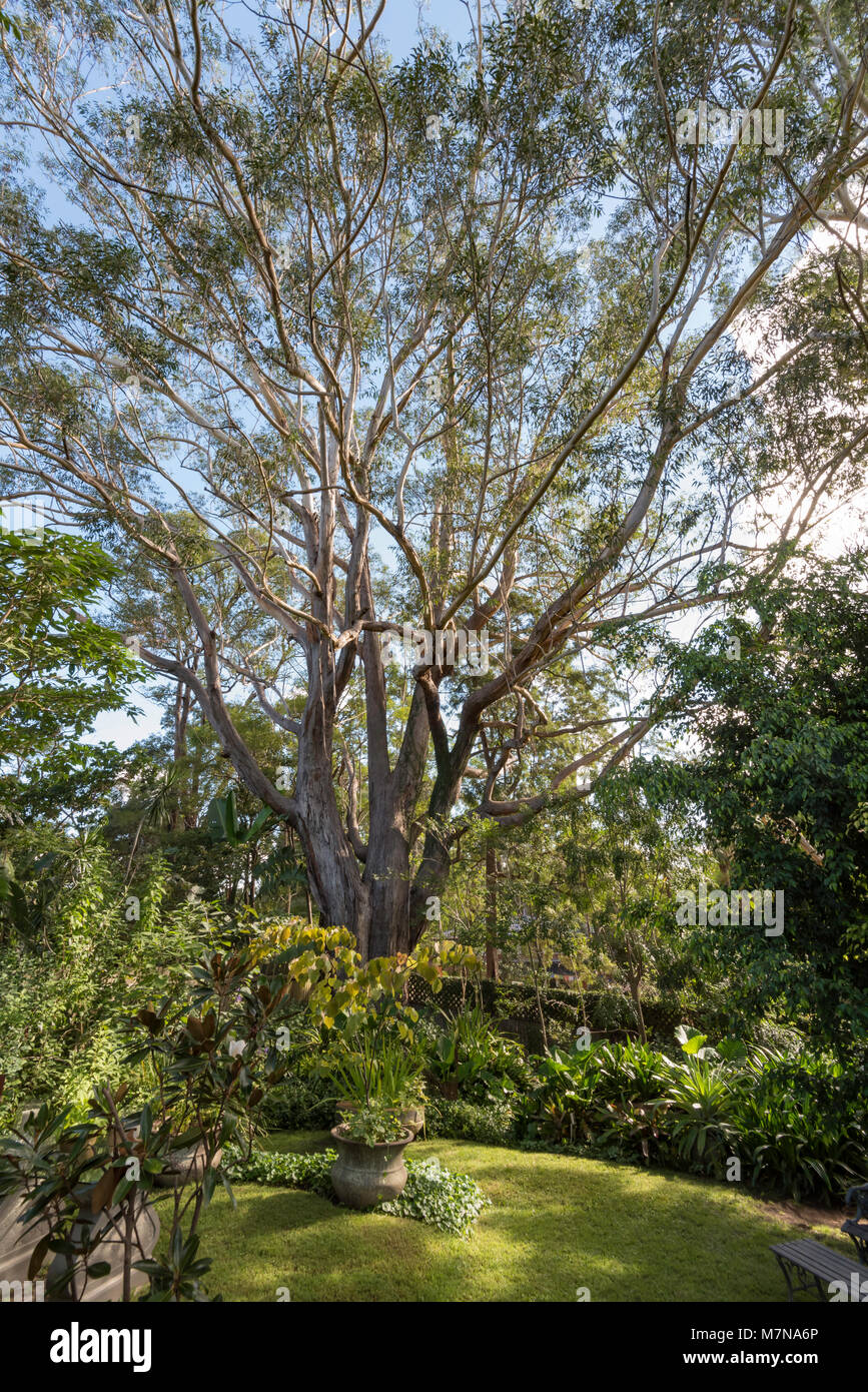 Blackbutt tree hi-res stock photography and images - Alamy