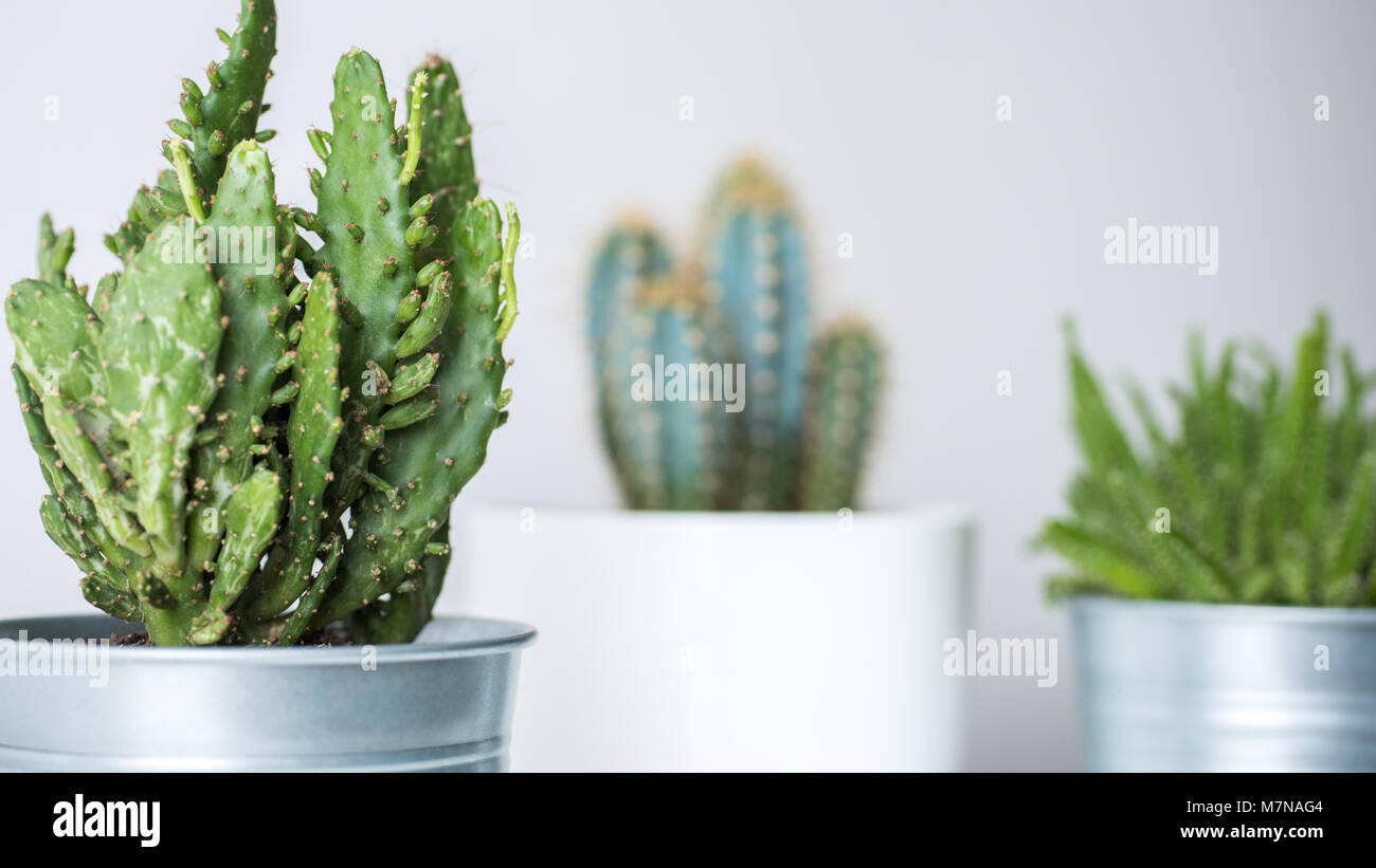Potted Cactus Stock Photos & Potted Cactus Stock Images - Alamy