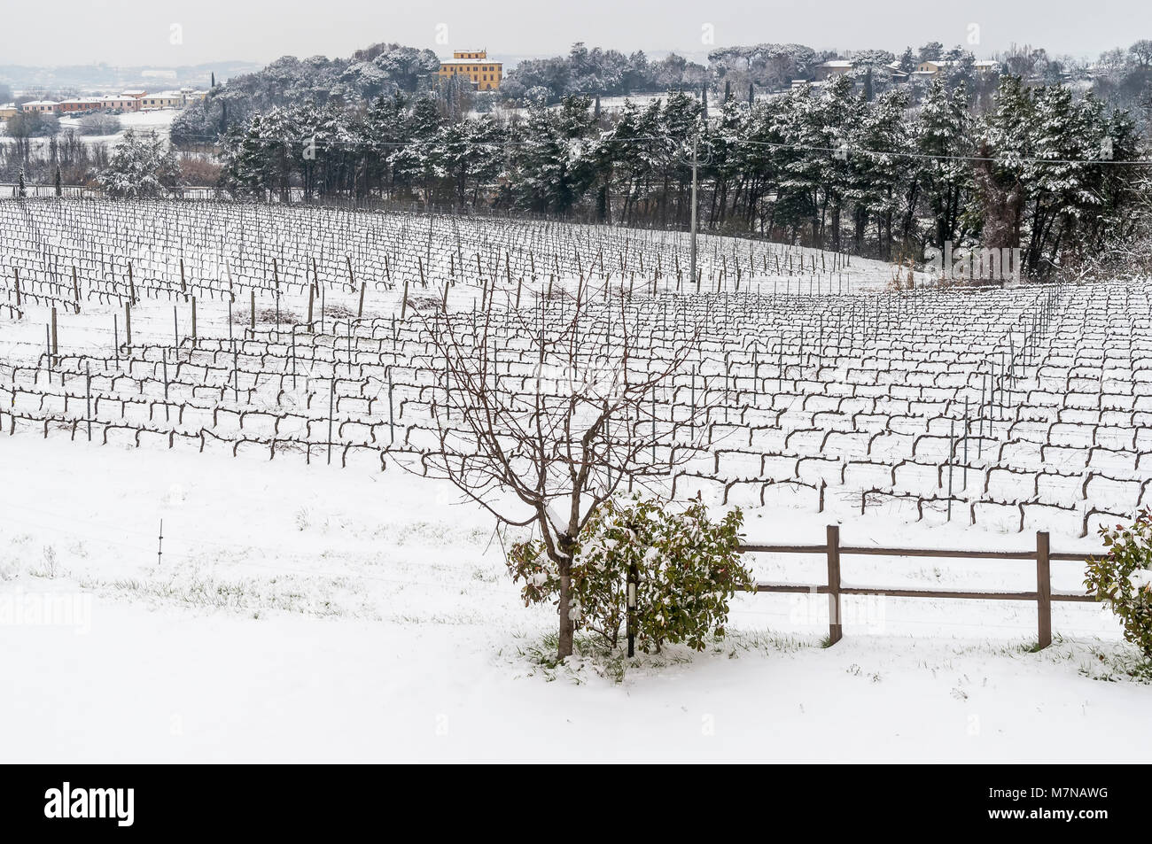 The Tuscan countryside and vineyards covered by snow, Pisa, Tuscany ...