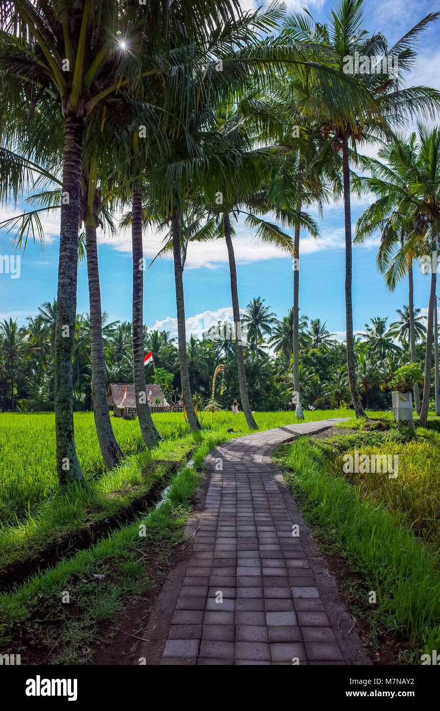 Walking path through the rice fields in Bali, Indonesia Stock Photo - Alamy