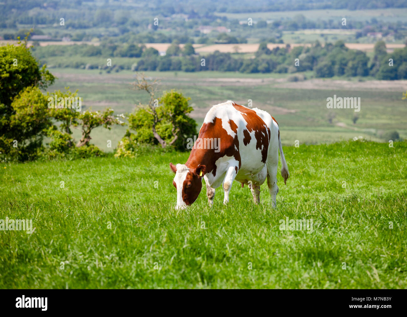 Holstein Friesian dairy cattle at pasture on the South Downs hill in ...