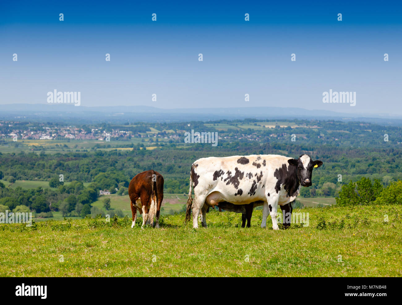 British holstein hi-res stock photography and images - Alamy
