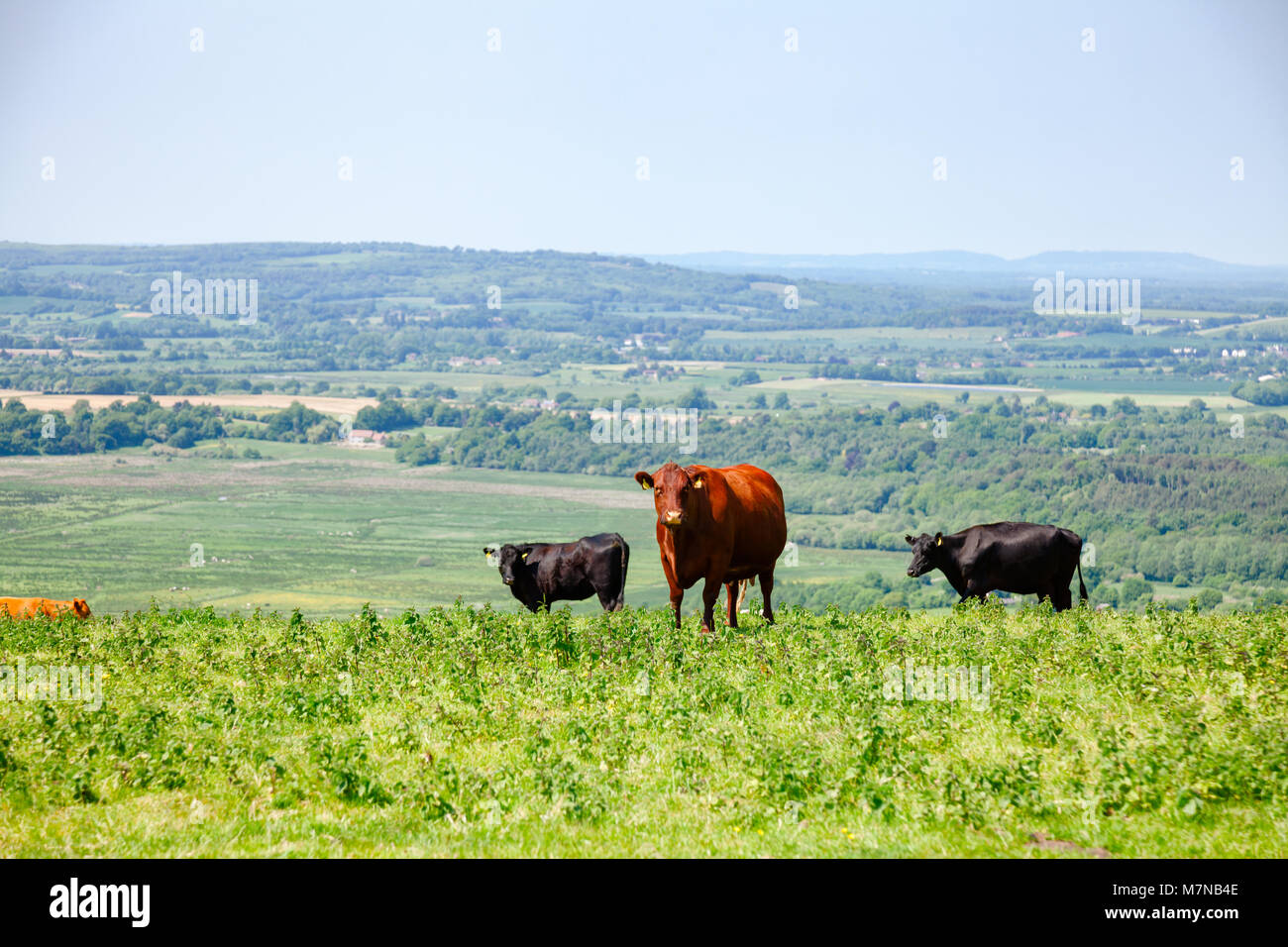 Red poll cow hi-res stock photography and images - Alamy