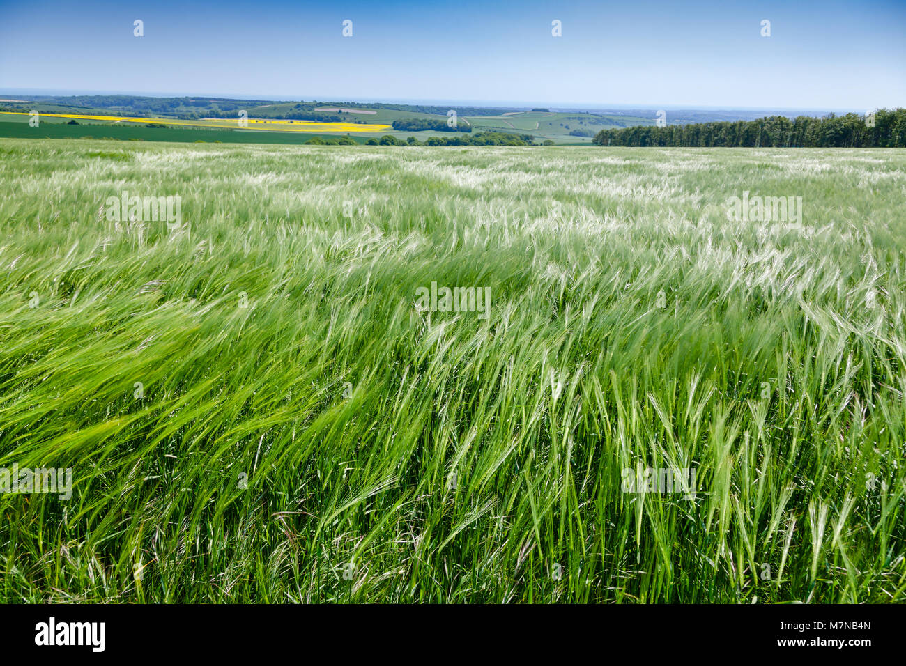 English rural landscape with green barley field in Southern England UK ...