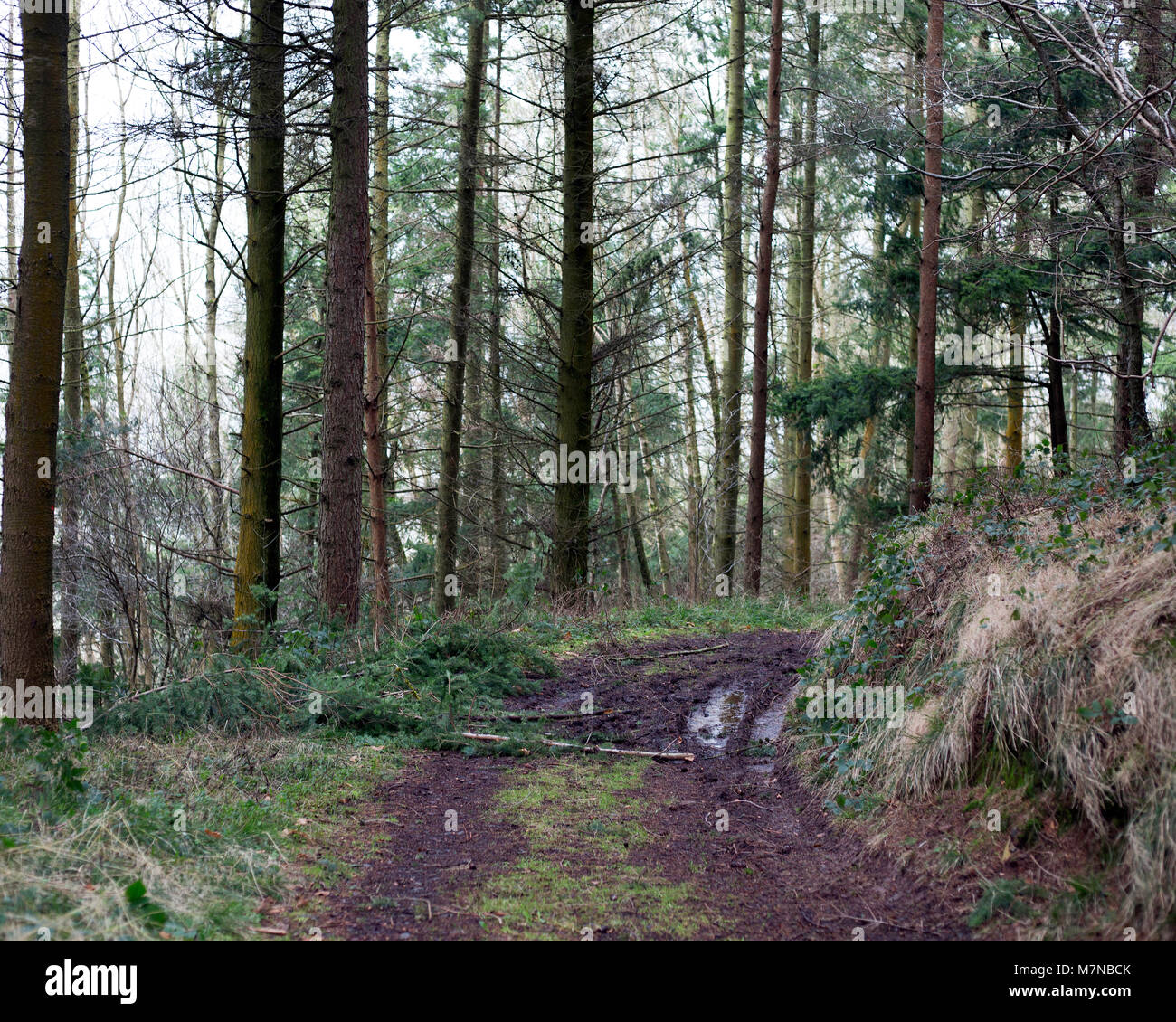 One of the muddy paths which winds its way through the forest up ...