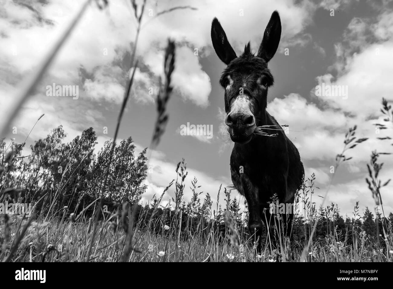 Donkey grazing in field day Stock Photo - Alamy