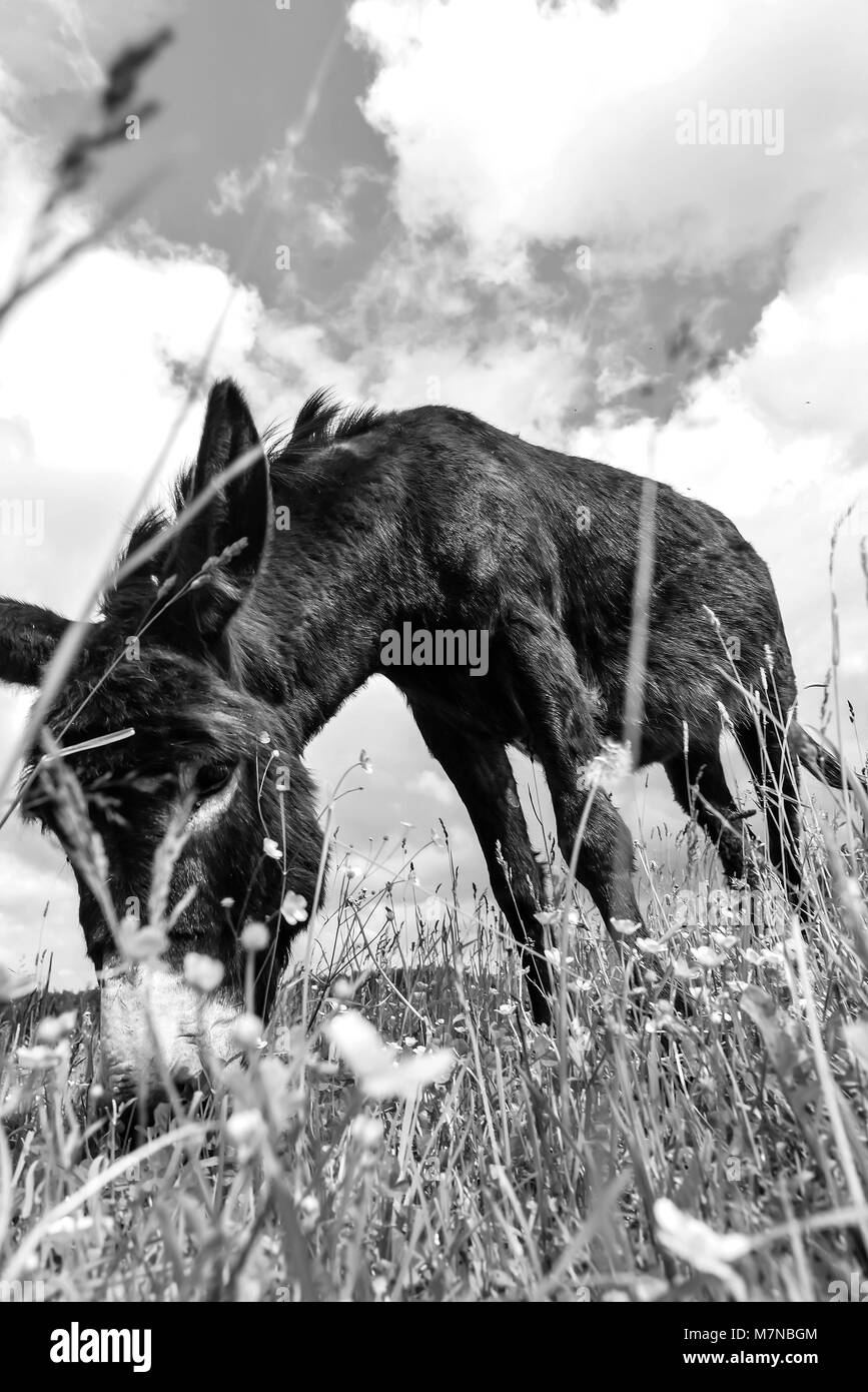 Donkey and horse Black and White Stock Photos & Images - Alamy
