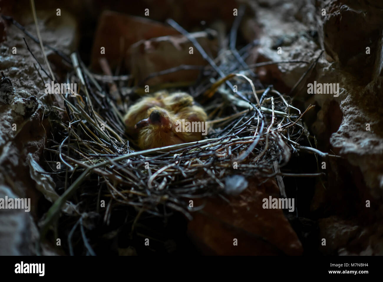Destroyed bird nest hi-res stock photography and images - Alamy