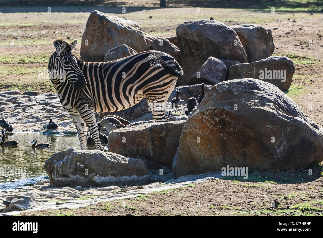 A plains zebra (Equus quagga) in a watering hole at Bloemfontein zoo ...