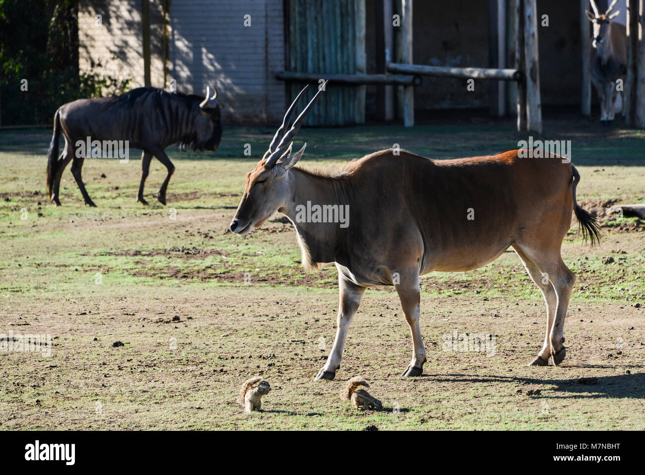 Common Eland
