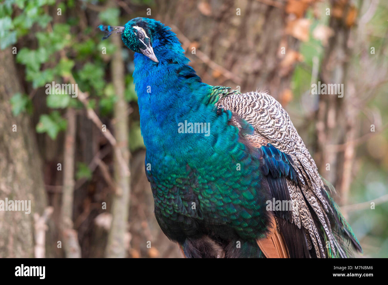 Indian Peafowl (Pavo cristatus) portrait collection Stock Photo - Alamy