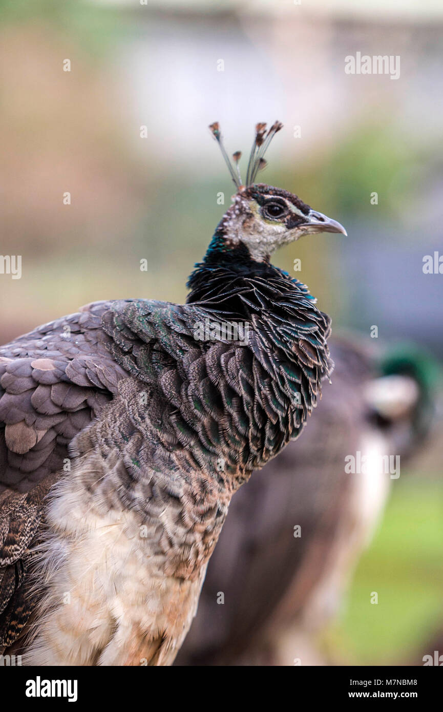Indian Peafowl (Pavo cristatus) portrait collection Stock Photo - Alamy