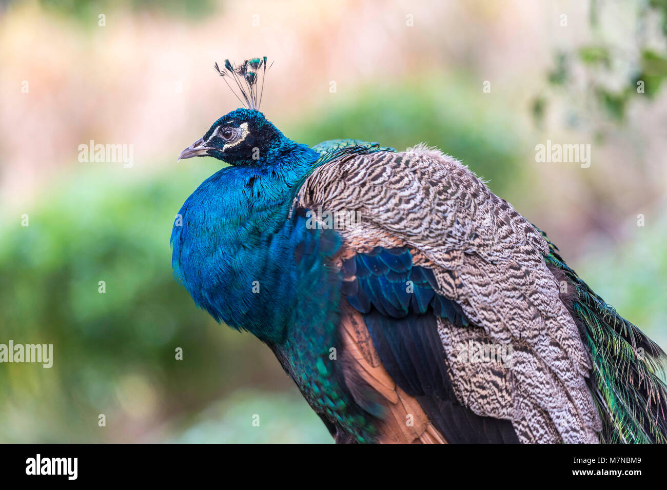 Indian Peafowl (Pavo cristatus) portrait collection Stock Photo - Alamy
