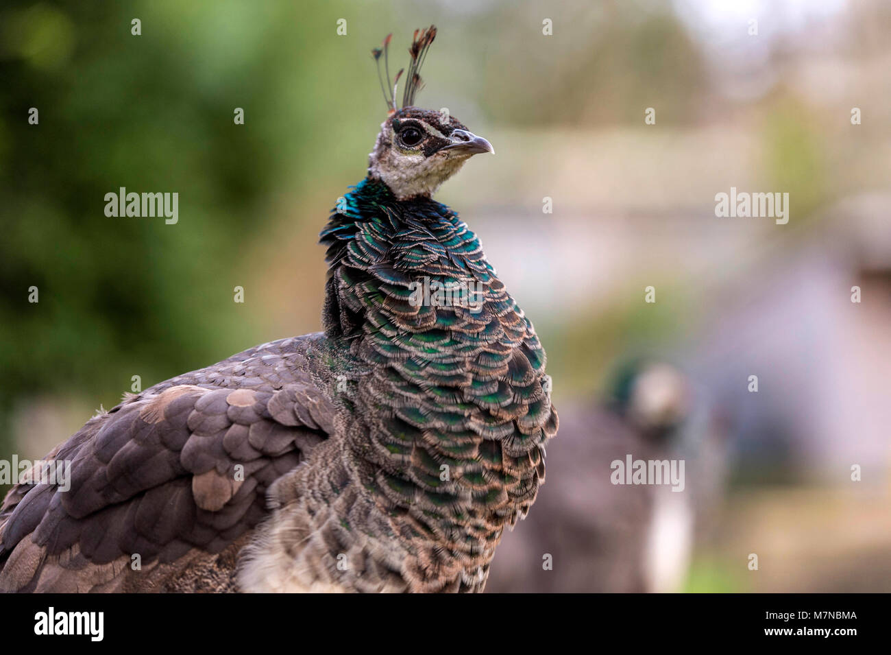 Indian Peafowl (Pavo cristatus) portrait collection Stock Photo - Alamy