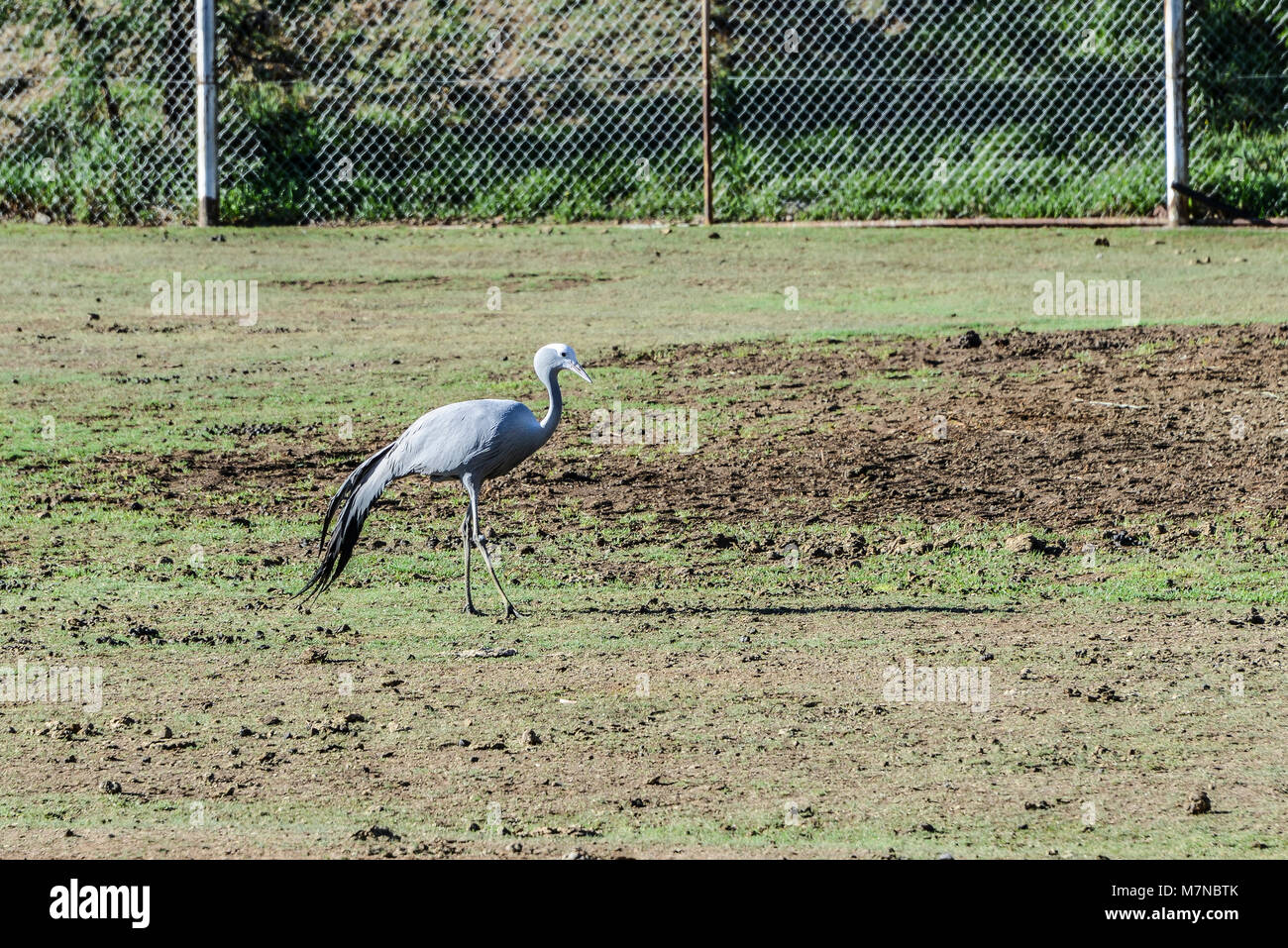 A blue crane (Grus paradisea) in Bloemfontein zoo Stock Photo - Alamy